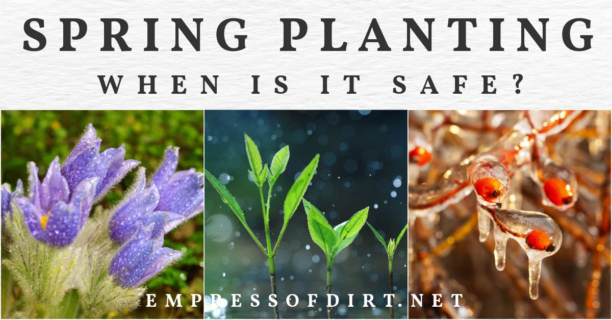 What Can I Safely Plant in Spring Before My Last Frost?