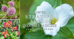 How To Scarify Seeds Before Sowing For Better Germination Rates