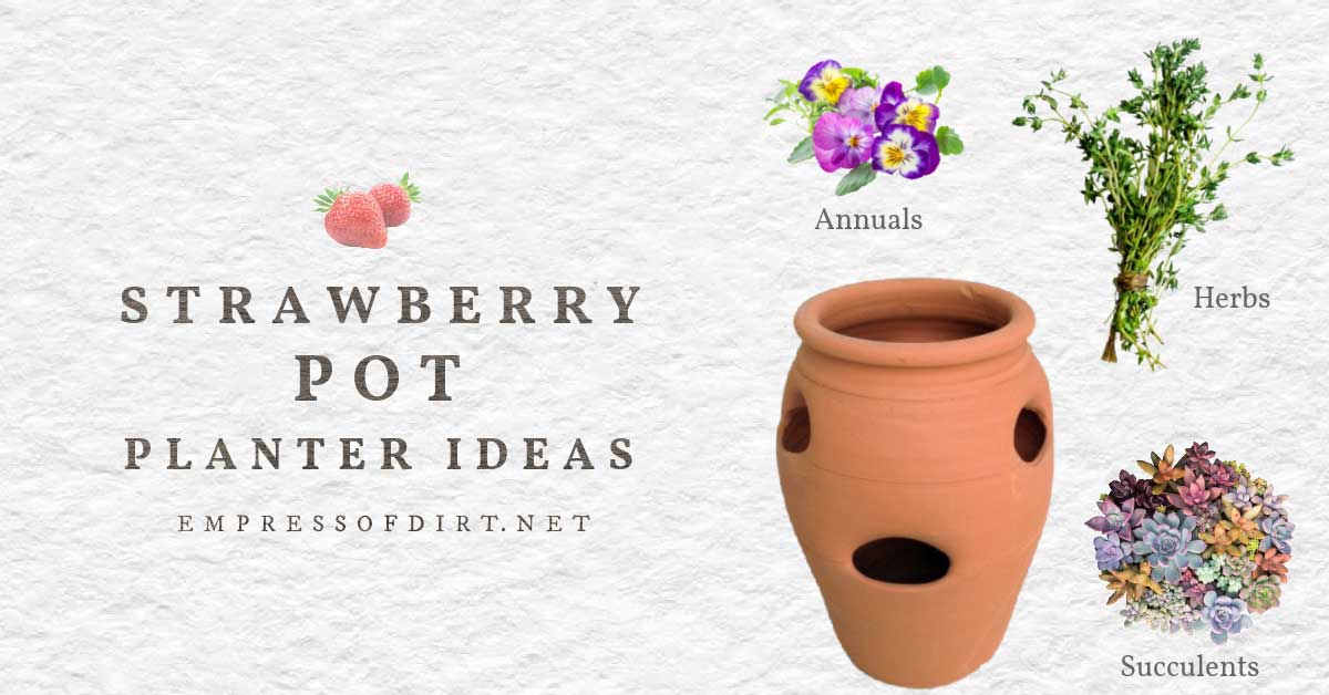 5 Strawberry Pot Planter Ideas (Flowers, Herbs, and Vines)