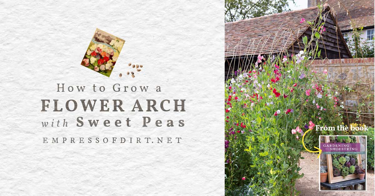 How to Grow a Sweet Pea Arch — Empress of Dirt