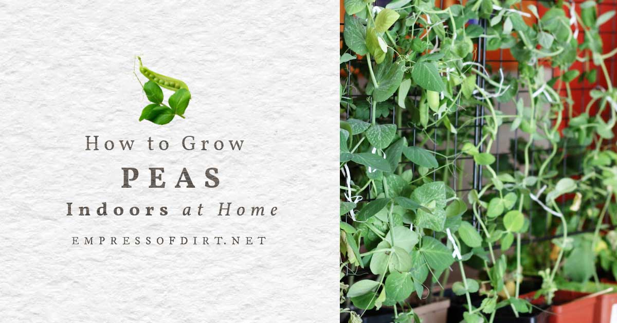 How to Grow Peas Indoors | Empress of Dirt