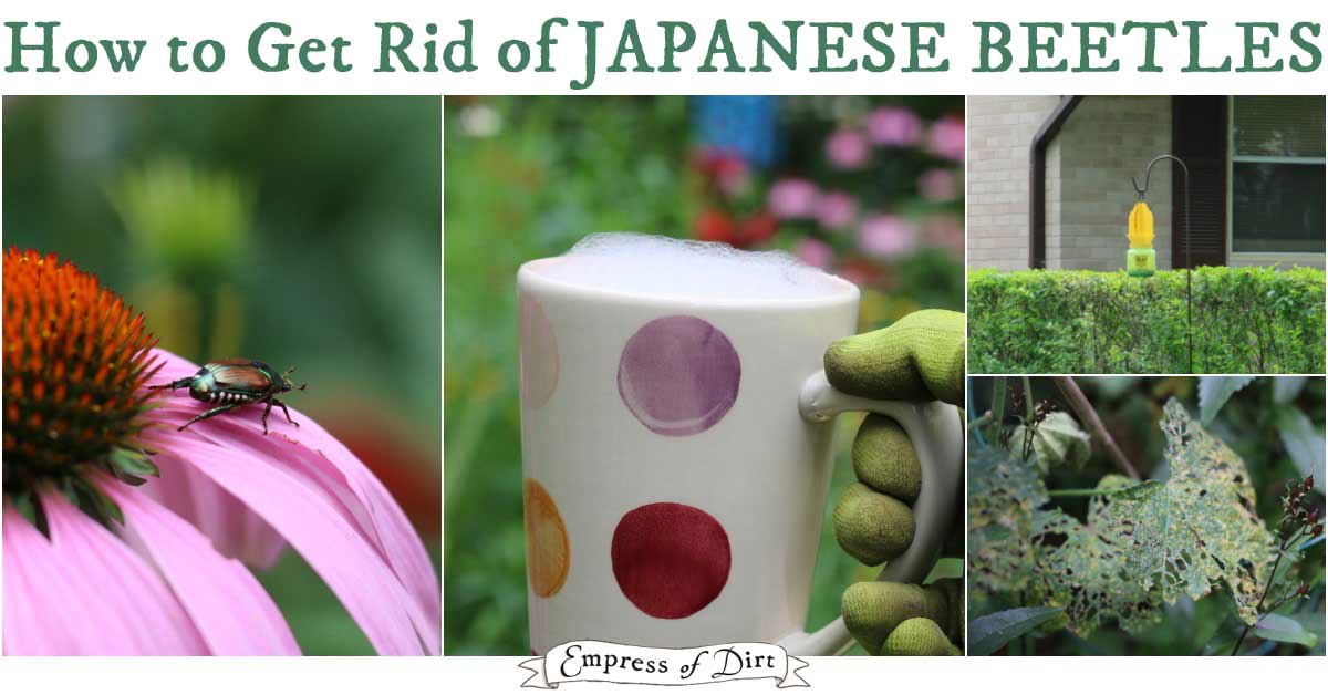 How to Catch Japanese Beetles | Invasive Pest Tip | Empress of Dirt