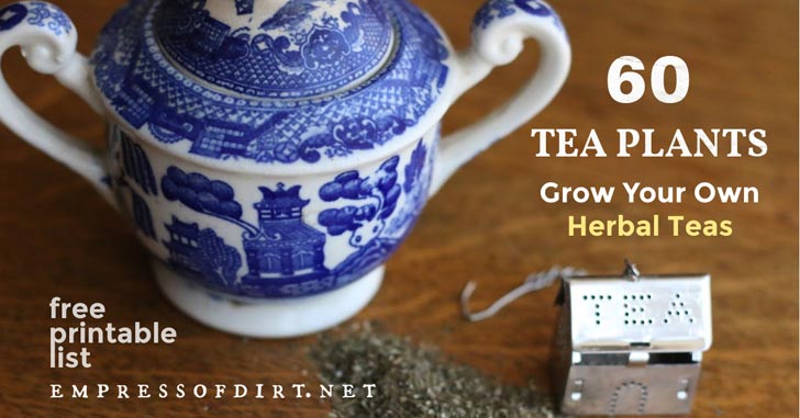 60 Herbal Plants to Grow for Homemade Tea | Empress of Dirt