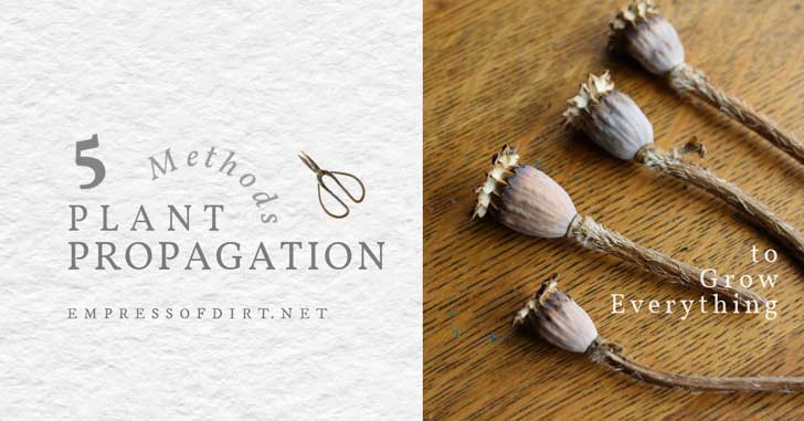 5 Essential Plant Propagation Methods to Grow Everything