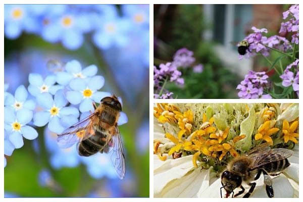 Take the Bee Quiz and Test Your Bee Smarts | Empress of Dirt