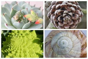 The Beauty of the Fibonacci Sequence in the Garden — Empress of Dirt