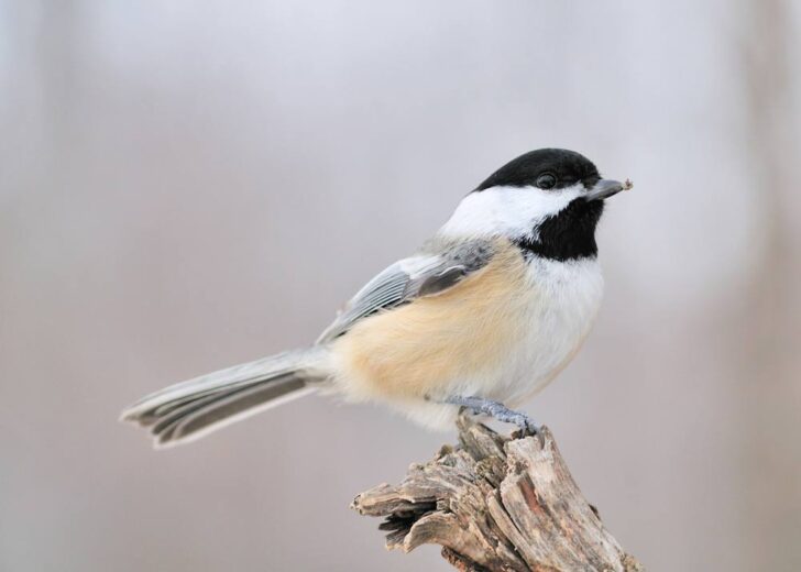 Make a Chickadee Nesting Box (Free Plans) | Empress of Dirt