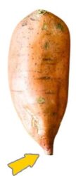 How to Propagate Sweet Potatoes to Grow New Slips