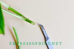 How to Root Pothos Cuttings