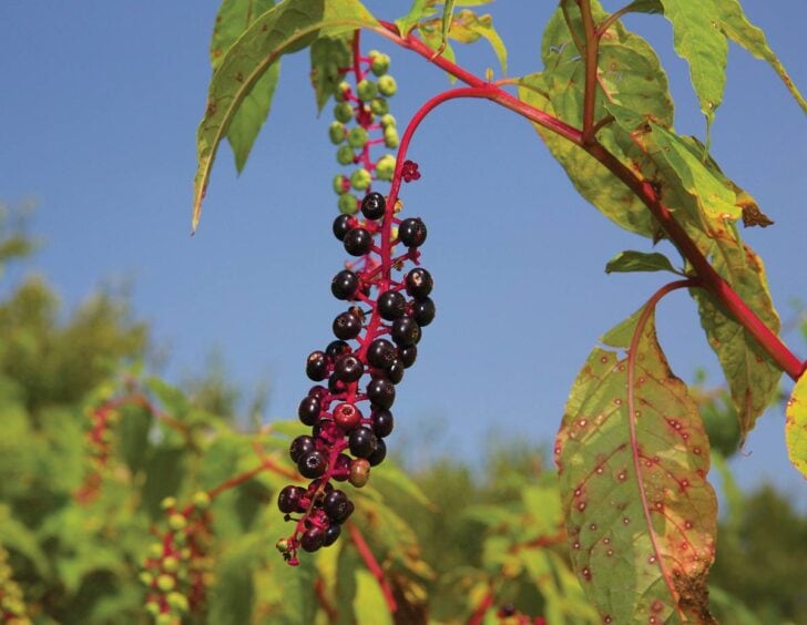 7 Popular Garden Plants with Poisonous Berries (ID Photos)