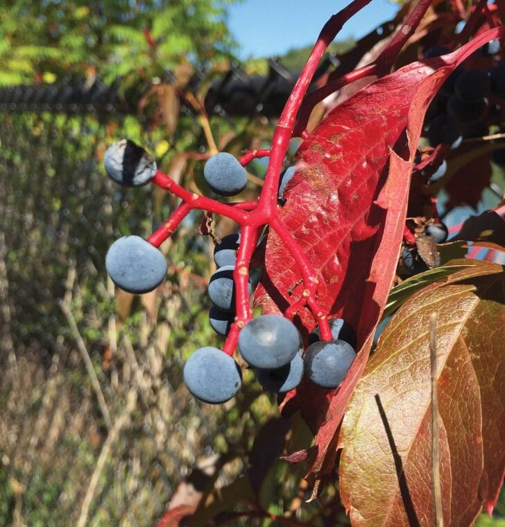 7 Popular Garden Plants with Poisonous Berries (ID Photos)