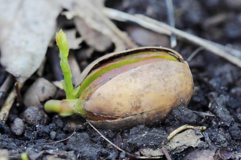 How to Grow an Oak Tree From an Acorn (Step By Step)