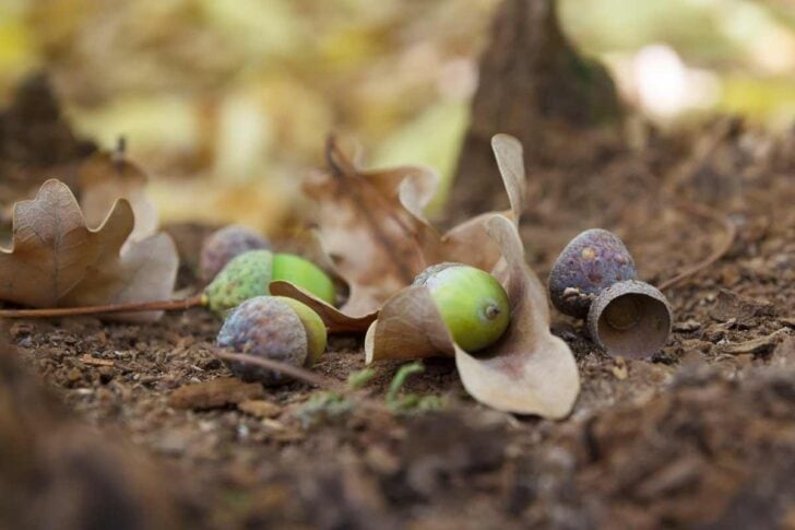 About Oak Trees: Natural History, Ecological Benefits, & Mast Years