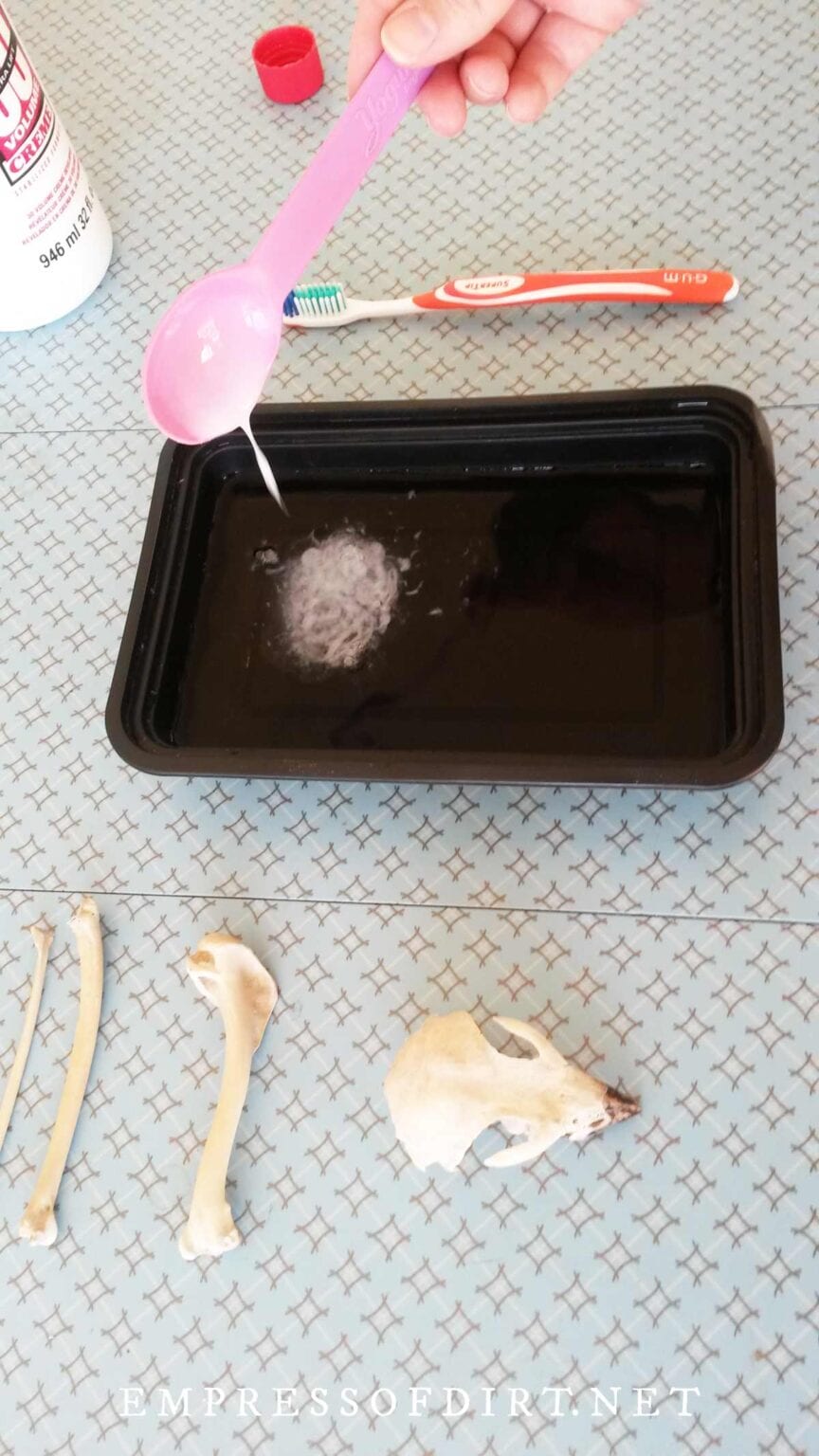 How to Clean Animal Bones for Display — Empress of Dirt