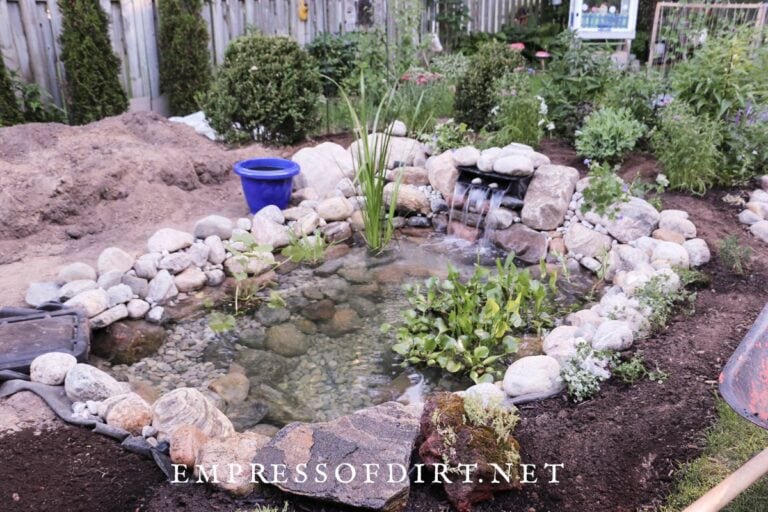 How to Add Fish to a Backyard Garden Pond — Empress of Dirt