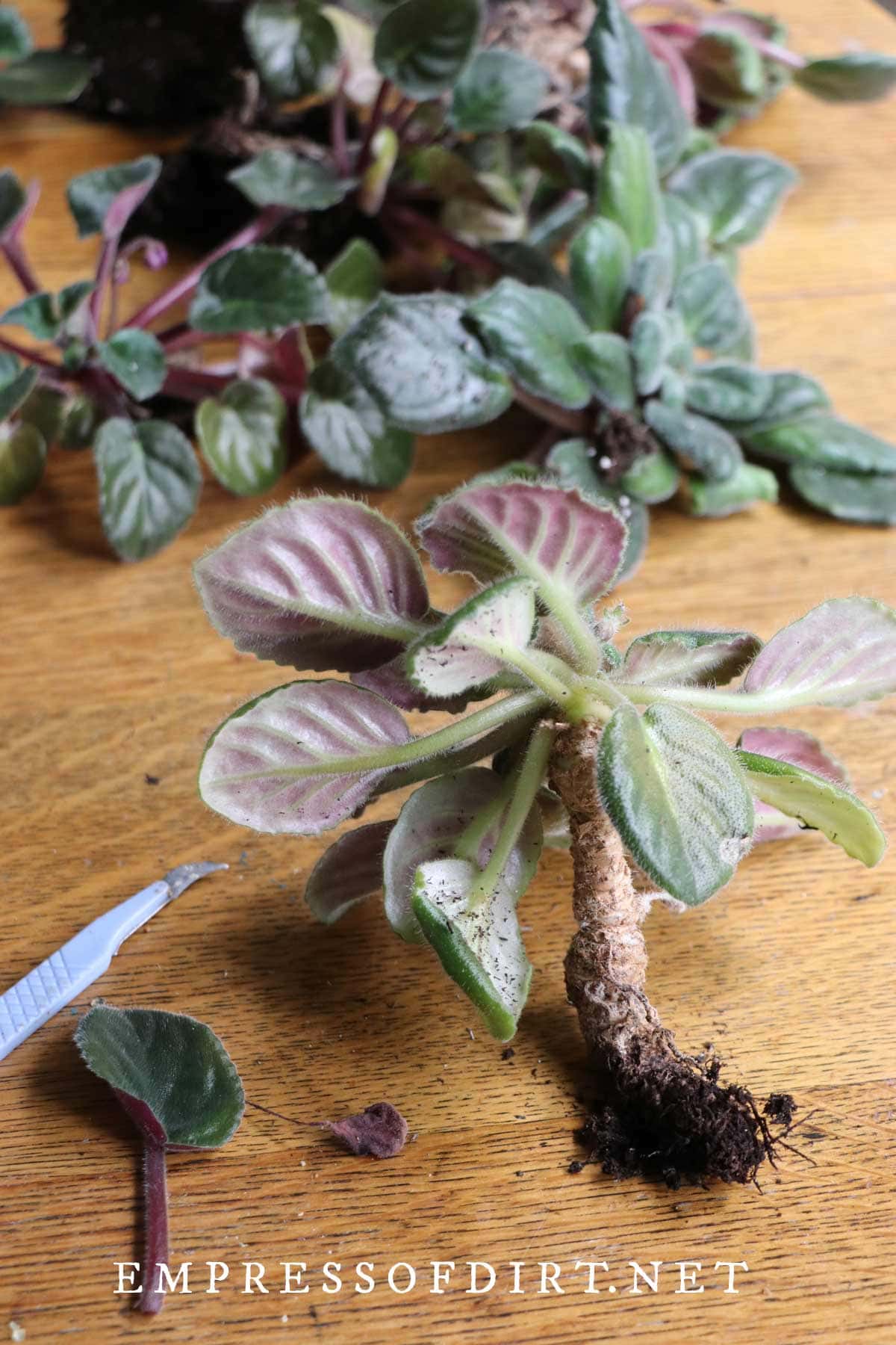 How to Repot African Violets (Step-by-Step Guide)