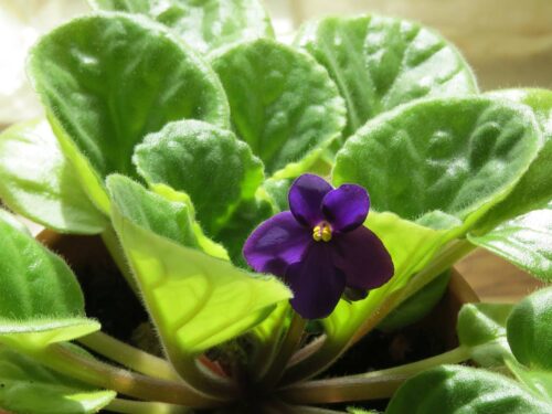 How to Make African Violets Bloom & Rebloom