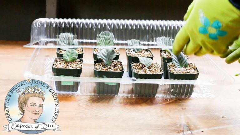 How to Propagate African Violets (Step-By-Step Tutorial)