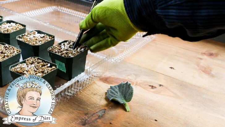 How to Propagate African Violets (Step-By-Step Tutorial)