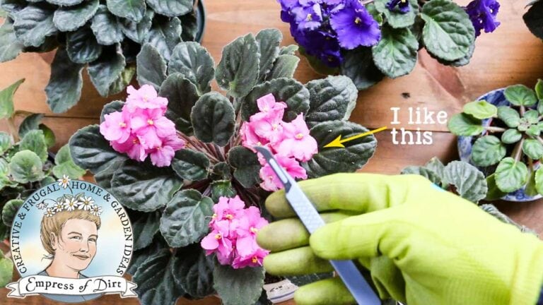 How to Propagate African Violets (Step-By-Step Tutorial)