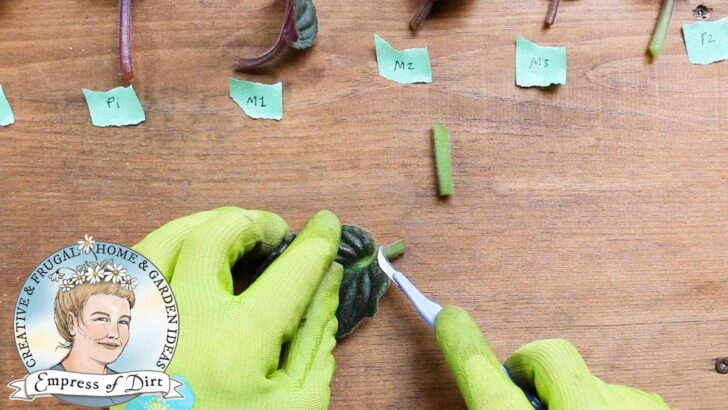 How to Propagate African Violets (Step-By-Step Tutorial)