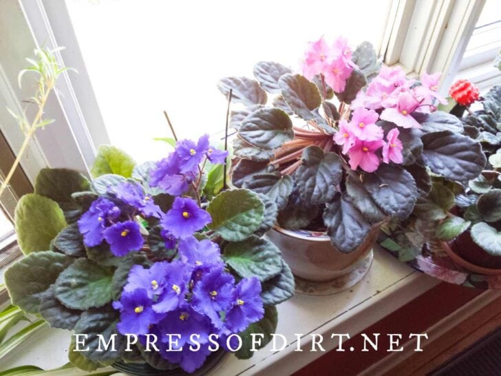 How to Propagate African Violets (Step-By-Step Tutorial)