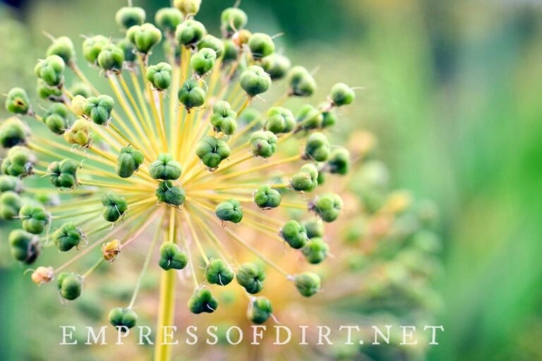 How to Grow Alliums That Light Up Spring & Feed Pollinators