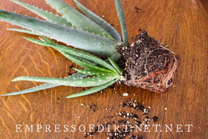 Aloe Vera: How To Propagate New Plants From Pups