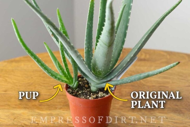 Aloe Vera: How To Propagate New Plants From Pups