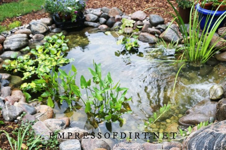 How to Add Fish to a Backyard Garden Pond — Empress of Dirt