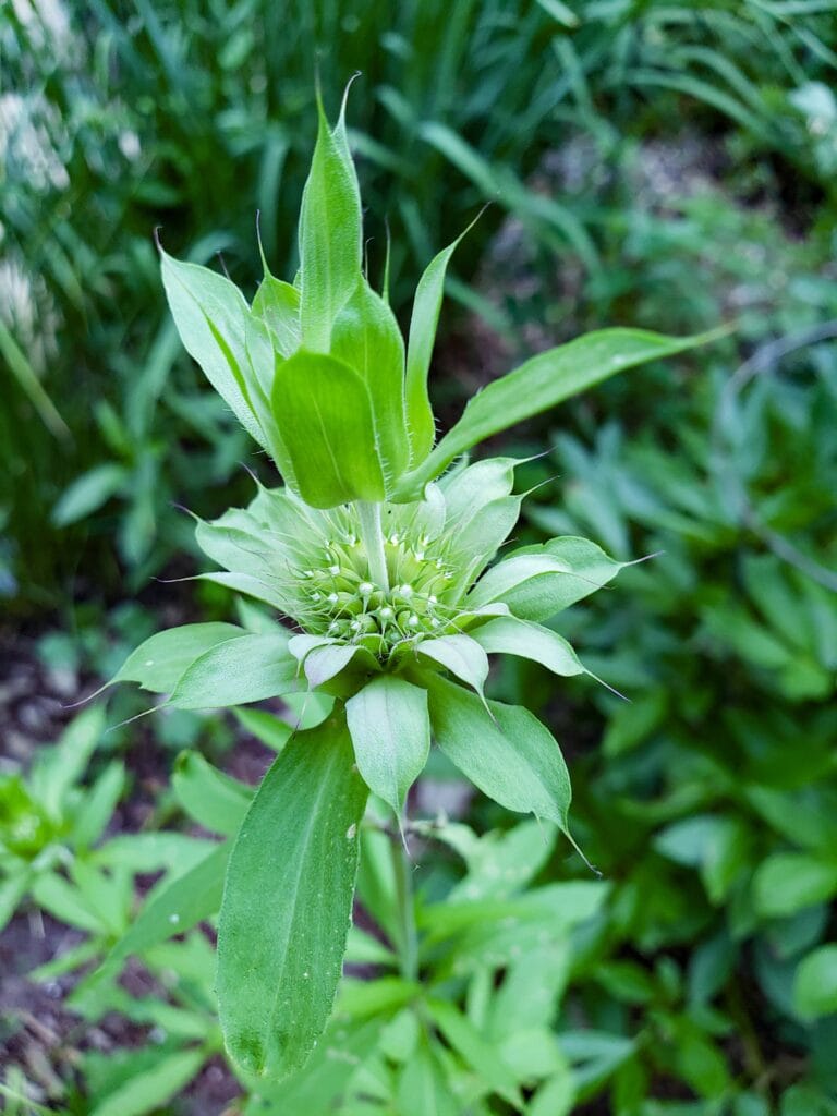 How to Grow Bee Balm (Monarda) & Attract Pollinators