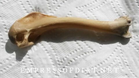 How to Clean Animal Bones for Display — Empress of Dirt