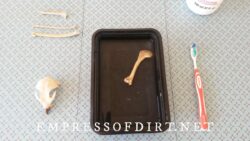 How to Clean Animal Bones for Display — Empress of Dirt