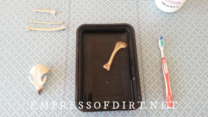 How to Clean Animal Bones for Display — Empress of Dirt