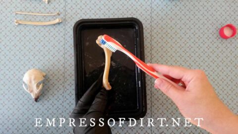 How to Clean Animal Bones for Display — Empress of Dirt