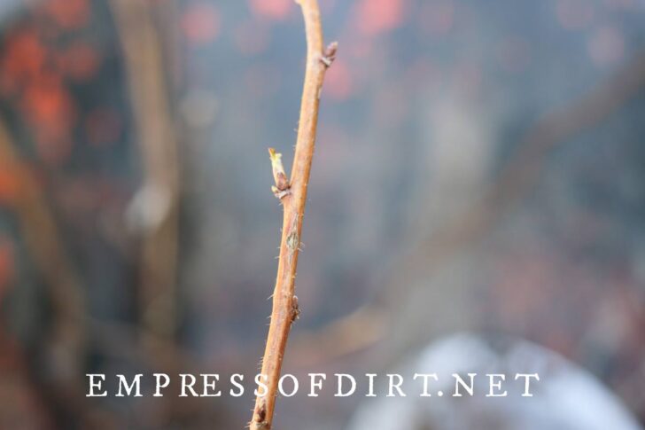 How to Transplant Raspberries and Grow More Fruit — Empress of Dirt