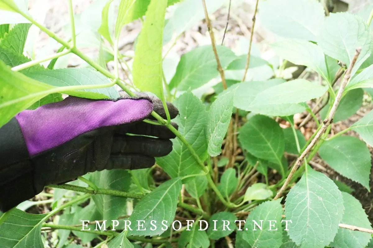 How To Grow Hydrangea From Cuttings — Empress of Dirt