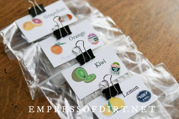 How to Grow Lemon Trees from Seed (& Other Citrus Fruits)