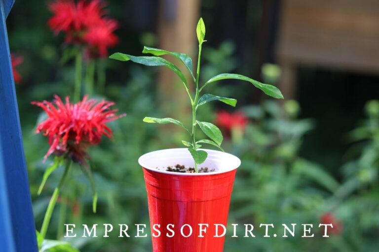 How to Grow Lemon Trees from Seed (& Other Citrus Fruits)