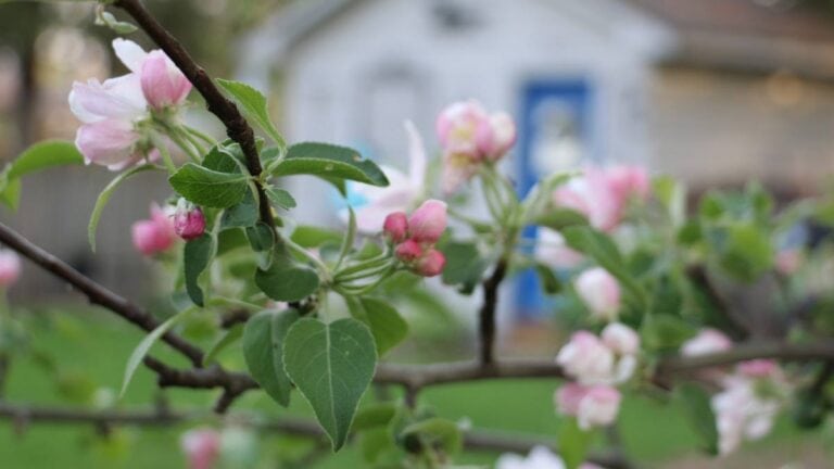 10 Delightful Plants for Early Spring Flowers — Empress of Dirt
