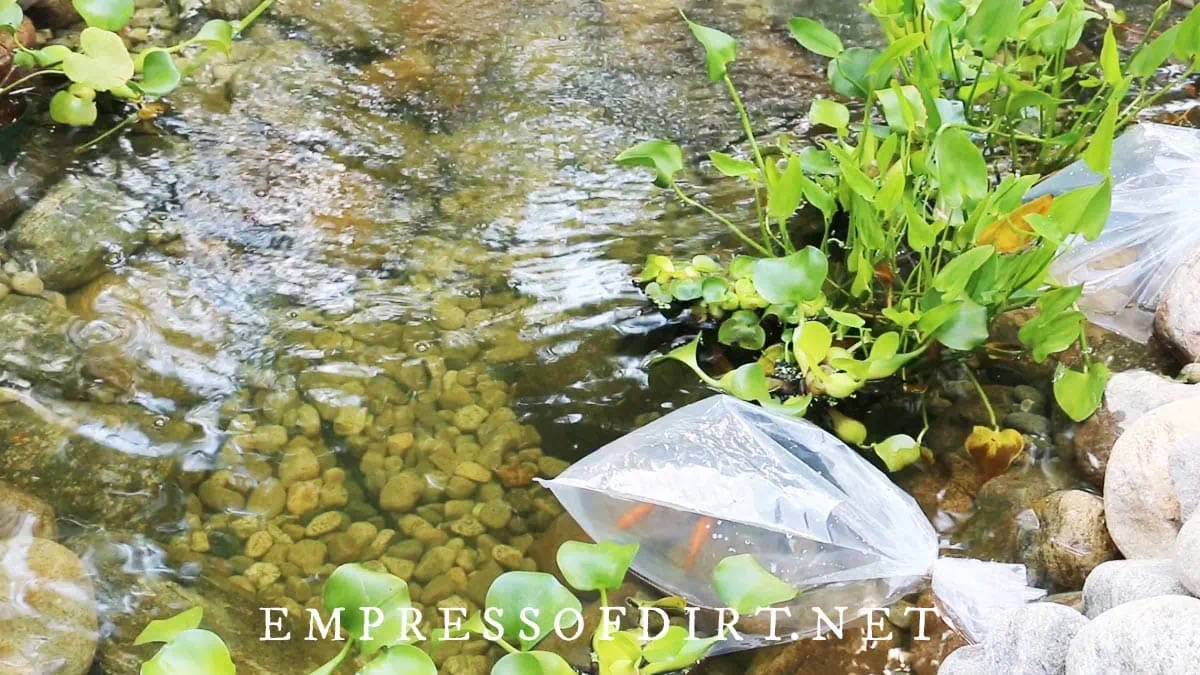 How to Add Fish to a Backyard Garden Pond — Empress of Dirt