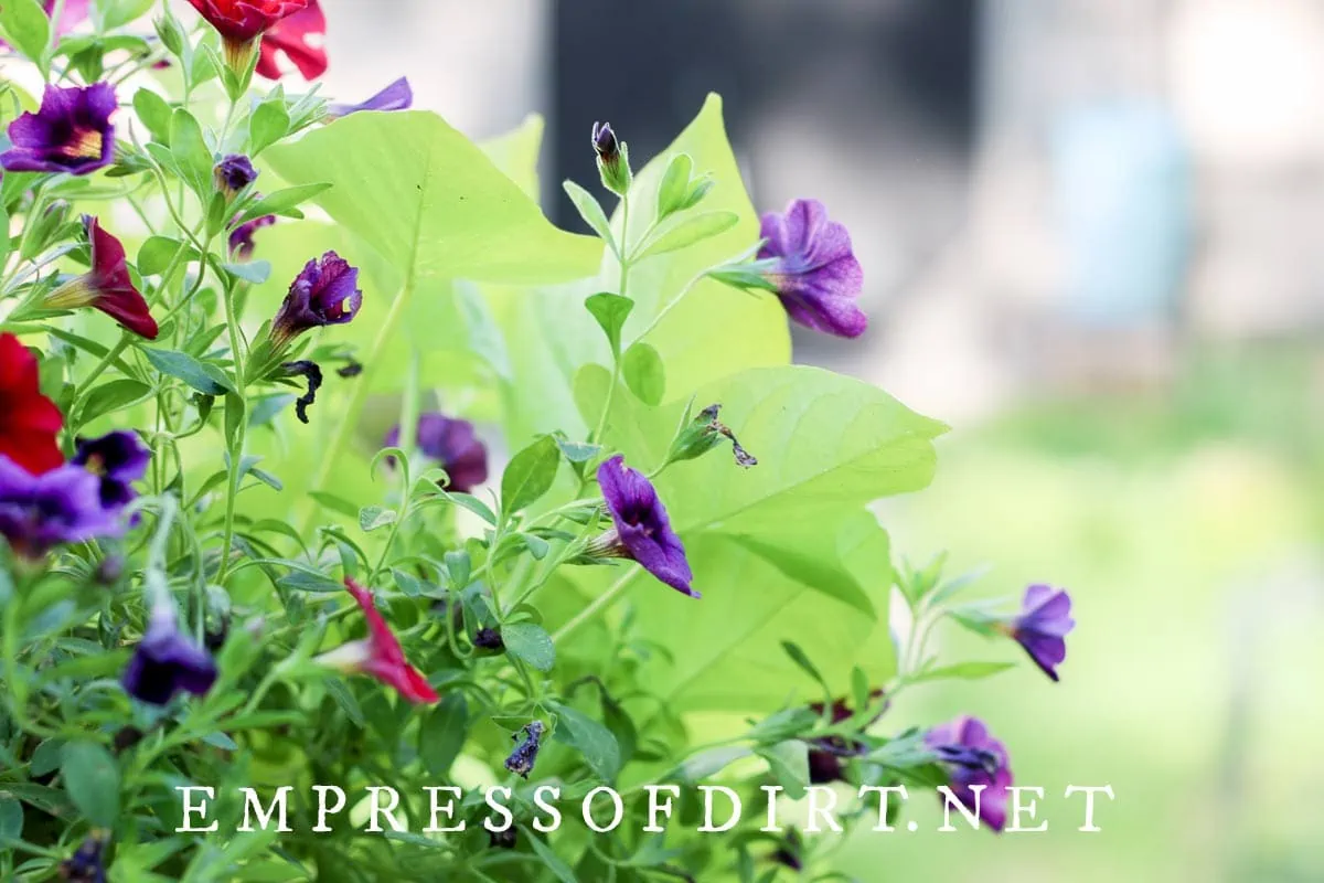 How to Grow Sweet Potato Vine from Cuttings