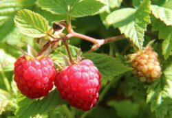 How to Transplant Raspberries and Grow More Fruit — Empress of Dirt