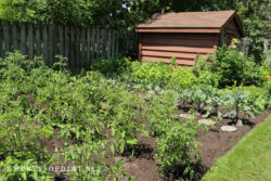 25 Vegetable Garden Design & Layout Ideas (With Photos)