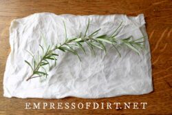 How To Grow Rosemary From Cuttings (Indoors or Outdoors)