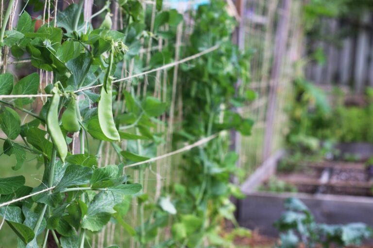 How to Grow Peas: Tips For Beginner Vegetable Gardeners