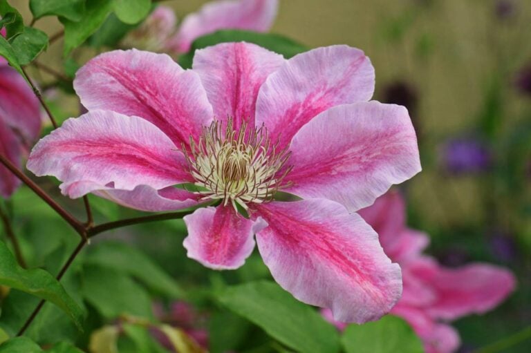 How to Grow & Care for Clematis Vines