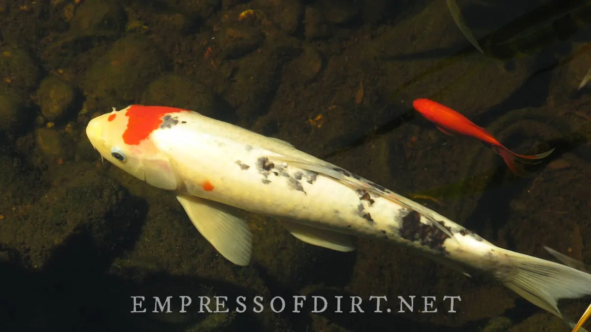 How to Add Fish to a Backyard Garden Pond — Empress of Dirt