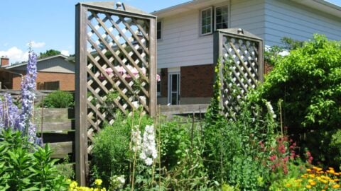 How to Make a Fence Taller for Better Privacy — Empress of Dirt