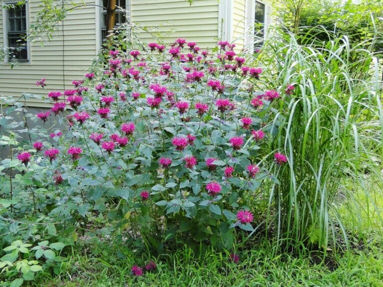 How to Grow Bee Balm (Monarda) & Attract Pollinators